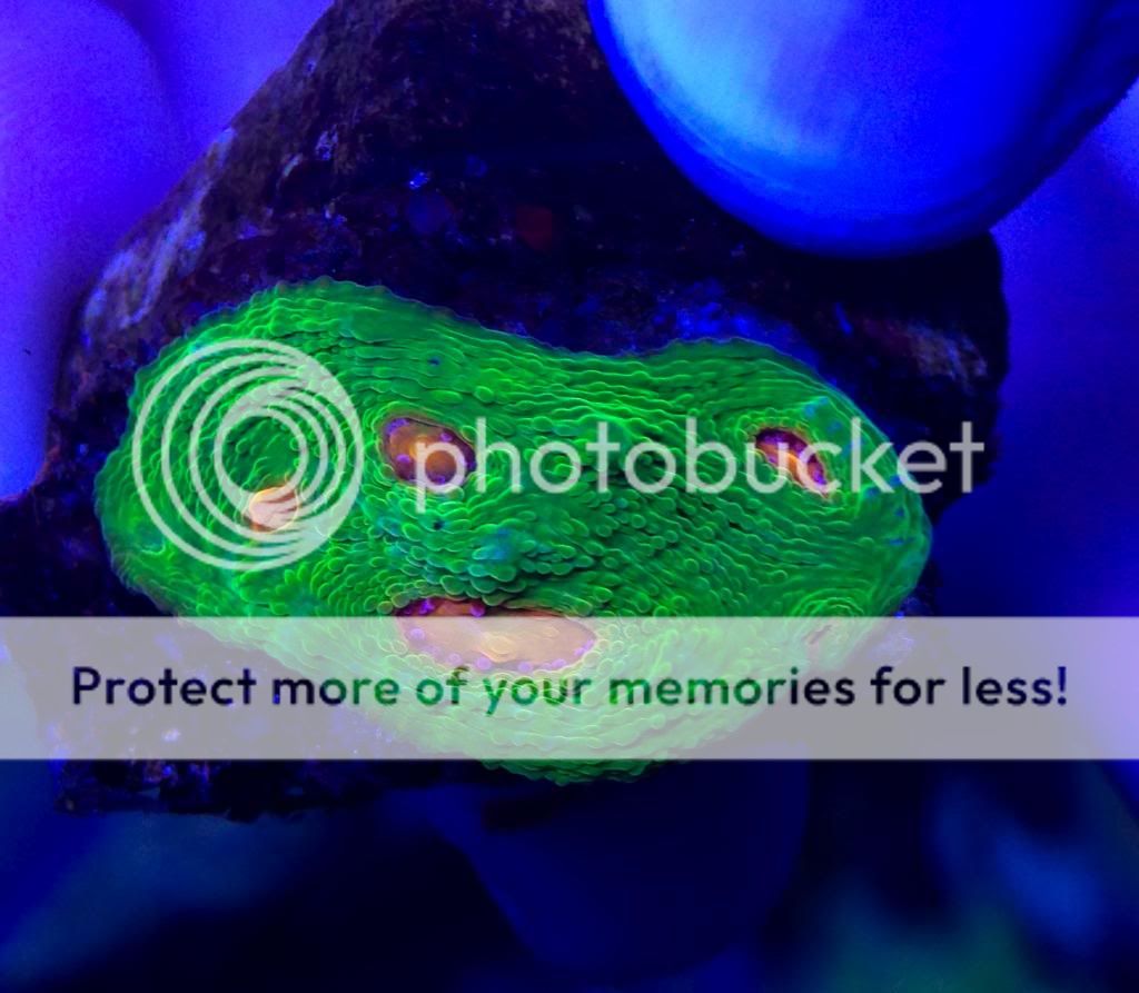 WWC Grafted Monti, CB 3g Mummy Eye, Tyree Montipora Undata, JF Setosa ...