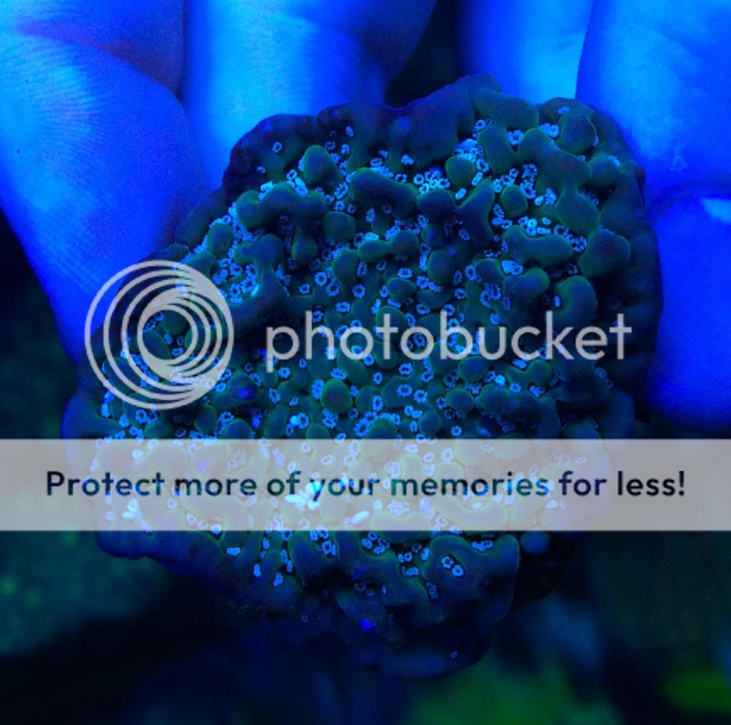 WWC Grafted Monti, CB 3g Mummy Eye, Tyree Montipora Undata, JF Setosa ...