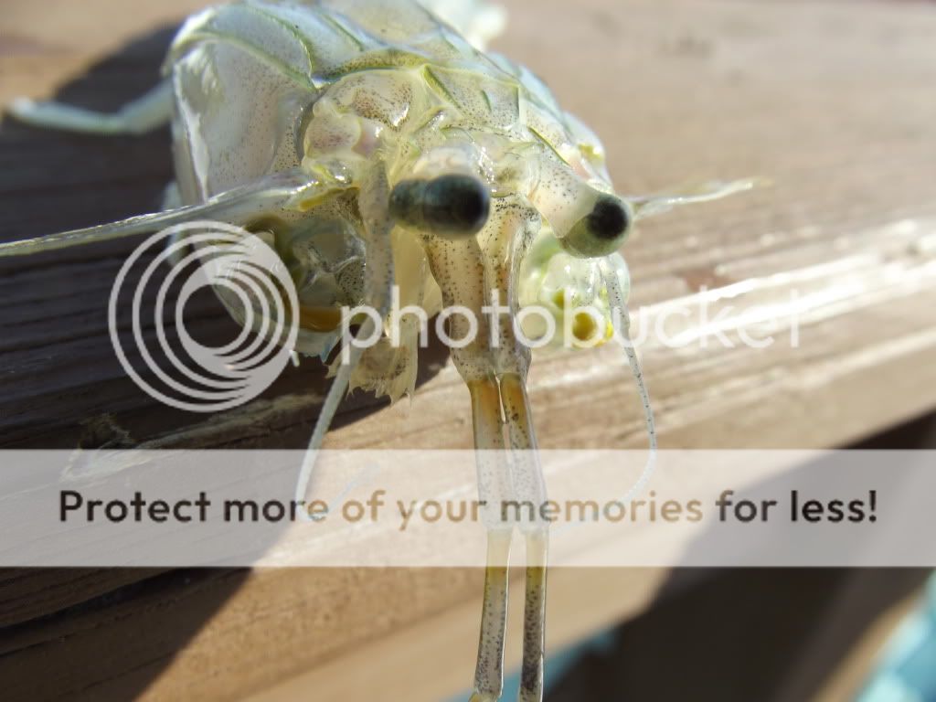 Mantis Shrimp Pics. | BASS BARN