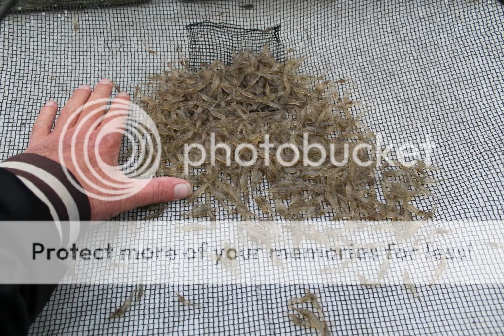ut lots of grass shrimpAt the dock today. | BASS BARN