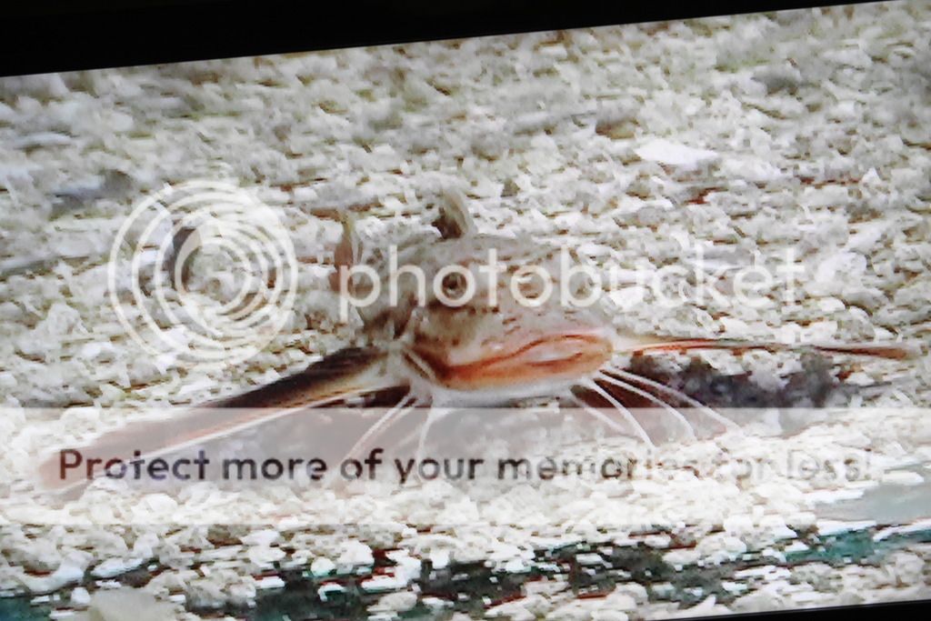 Saltwater Aquarium Local Fish. (pics) | BASS BARN