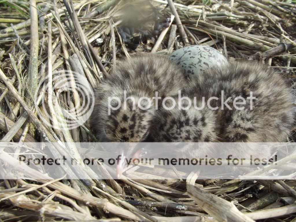 The life of a Laughing Gull. (pics) | BASS BARN