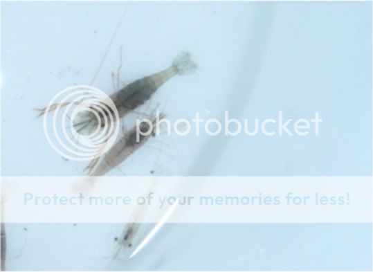 Grass Shrimp. | BASS BARN